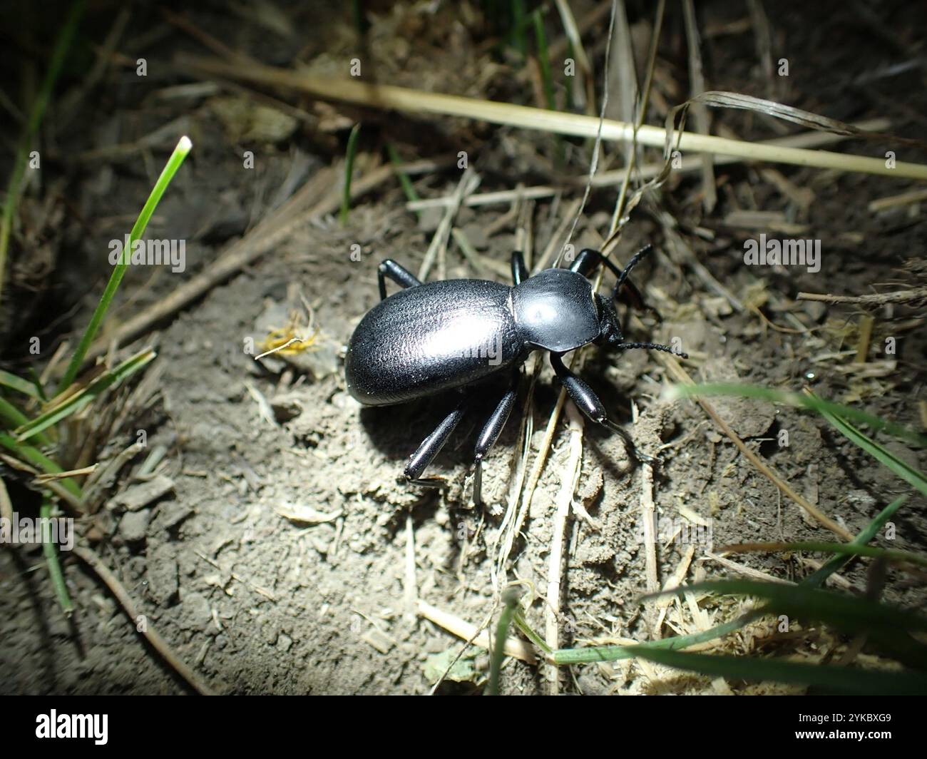 California Broad-necked Darkling Beetle (Coelocnemis dilaticollis Stock ...