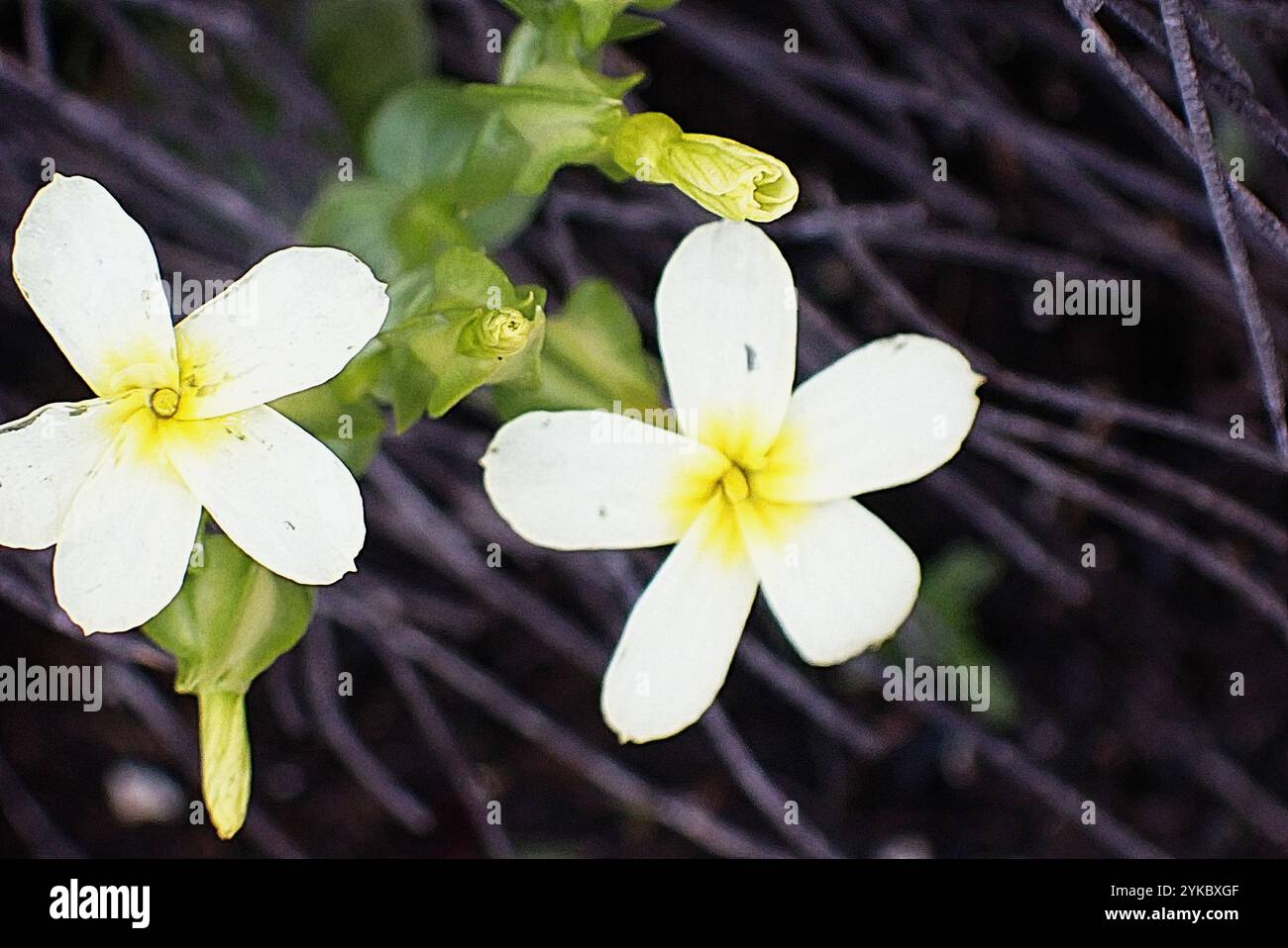 Common Yellowwort (Sebaea exacoides Stock Photo - Alamy
