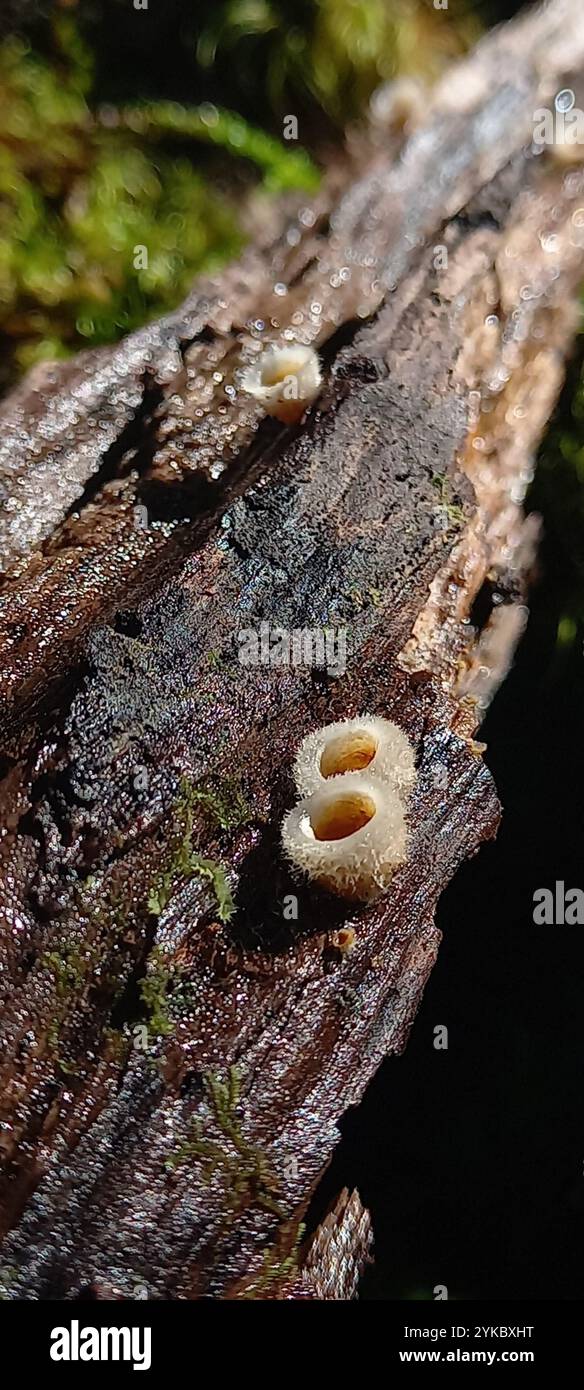 woolly bird's nest fungus (Nidula niveotomentosa Stock Photo - Alamy