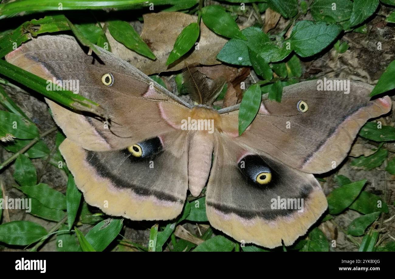 Polyphemus Moth (Antheraea polyphemus Stock Photo - Alamy