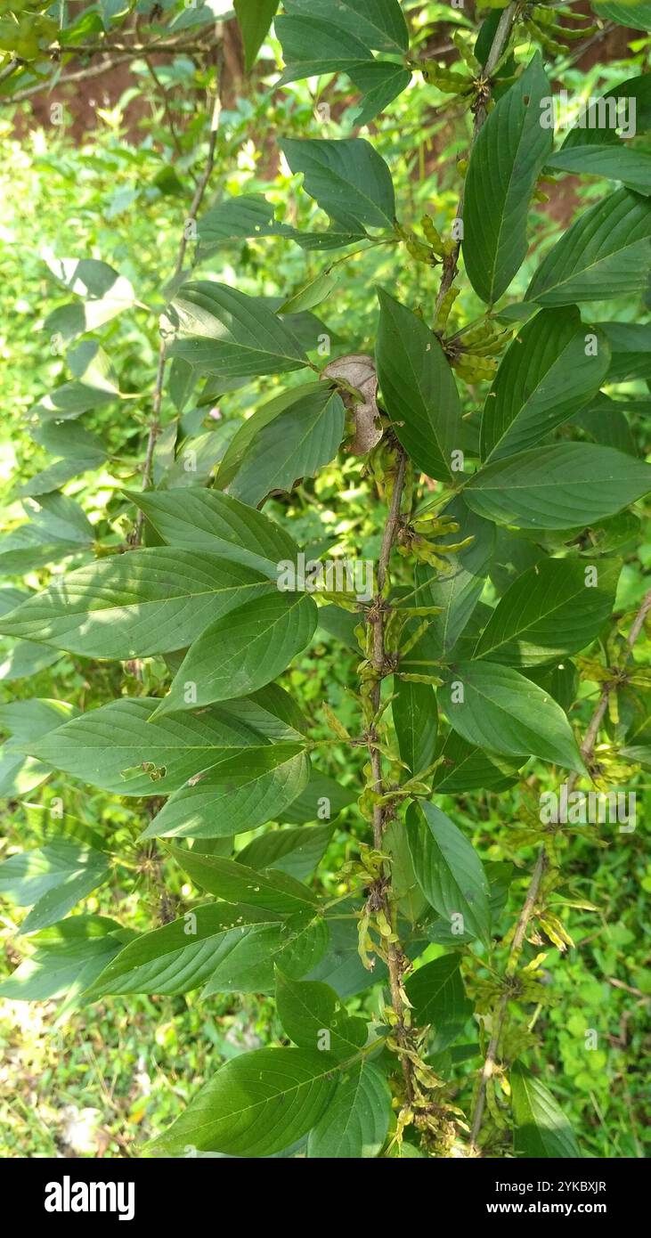 triangular horse bush (Dendrolobium triangulare Stock Photo - Alamy