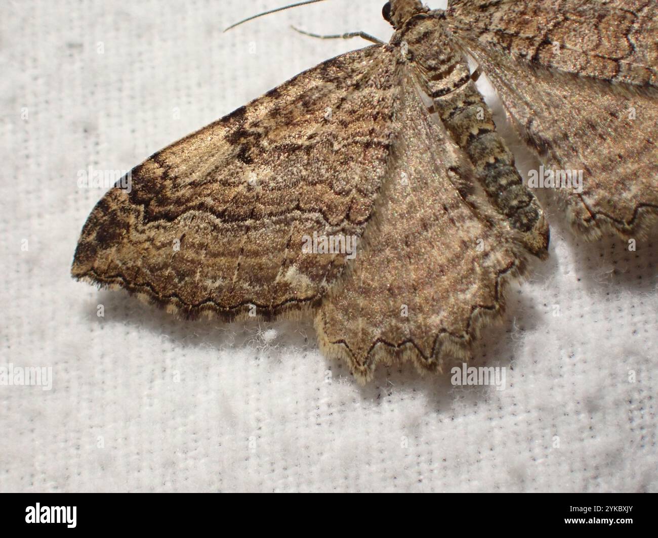 Barberry Geometer Moth (Rheumaptera meadii Stock Photo - Alamy
