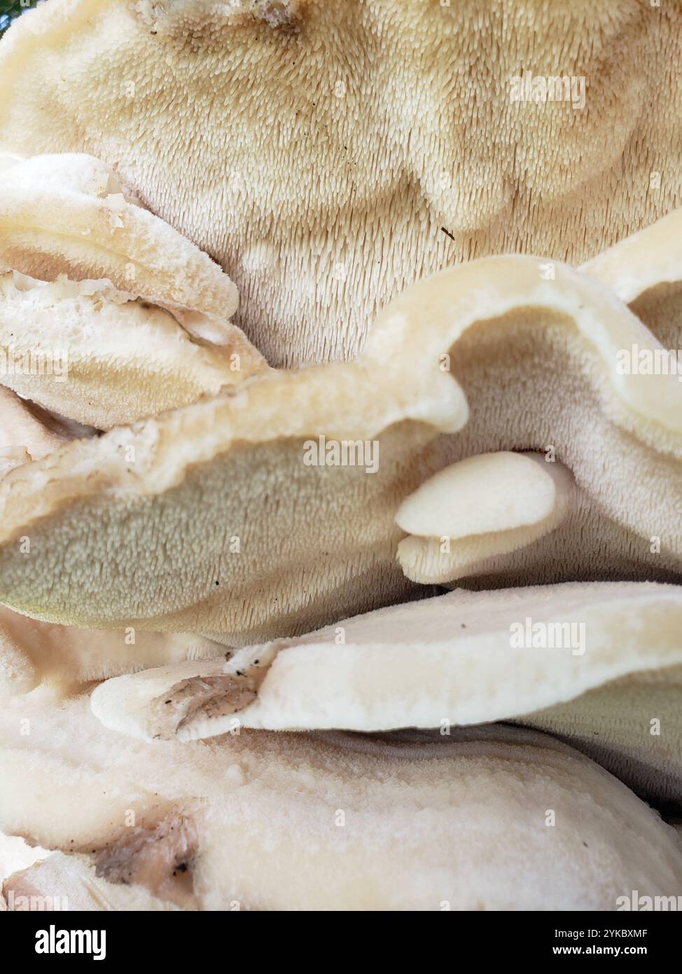 Climacodon septentrionalis hi-res stock photography and images - Alamy