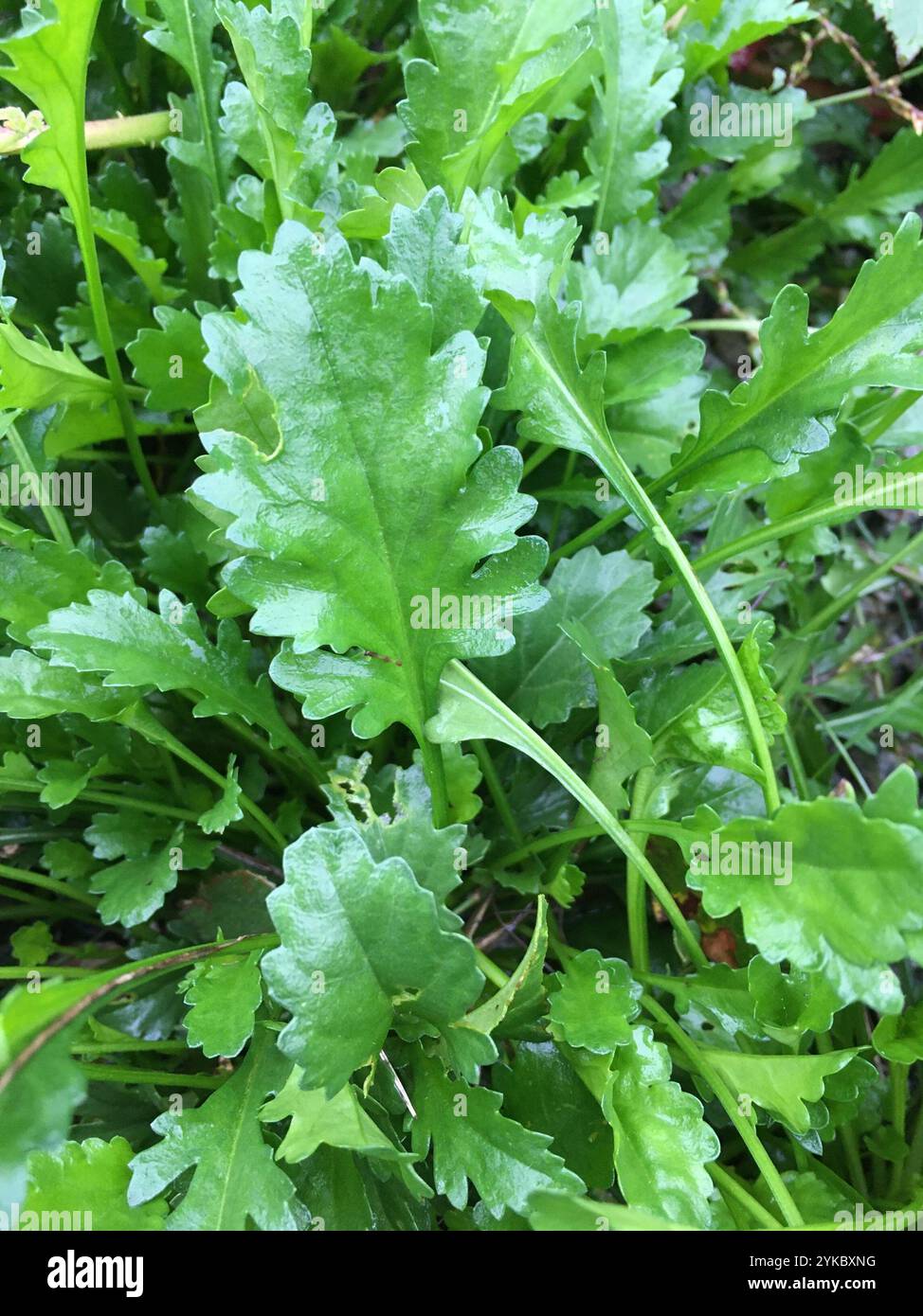 common groundsel (Senecio vulgaris Stock Photo - Alamy