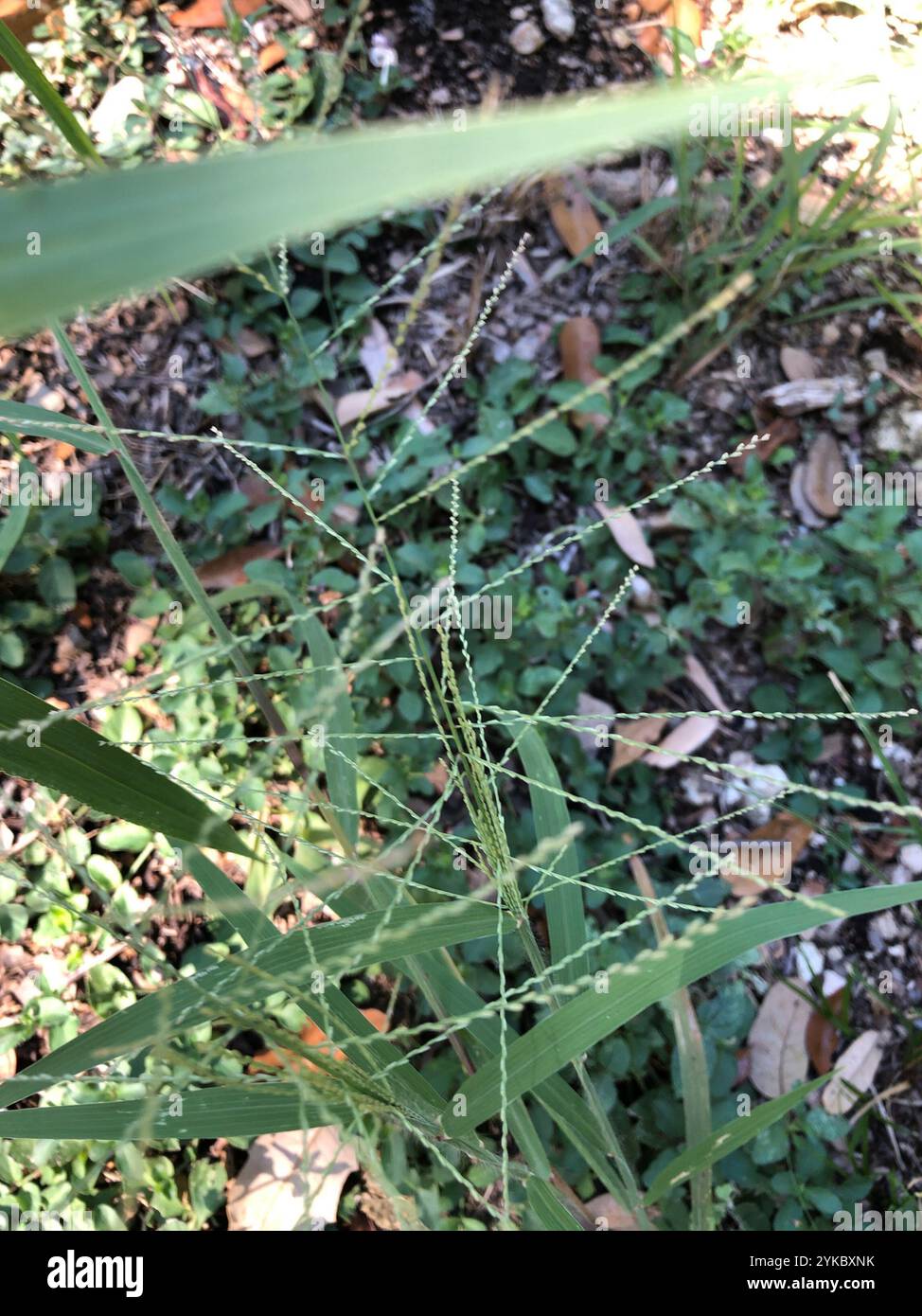 Leptochloa hi-res stock photography and images - Alamy
