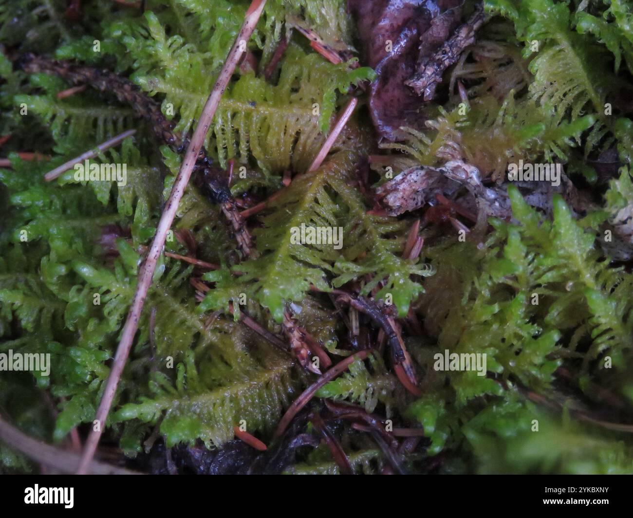 Ostrich-plume Moss (Ptilium crista-castrensis Stock Photo - Alamy