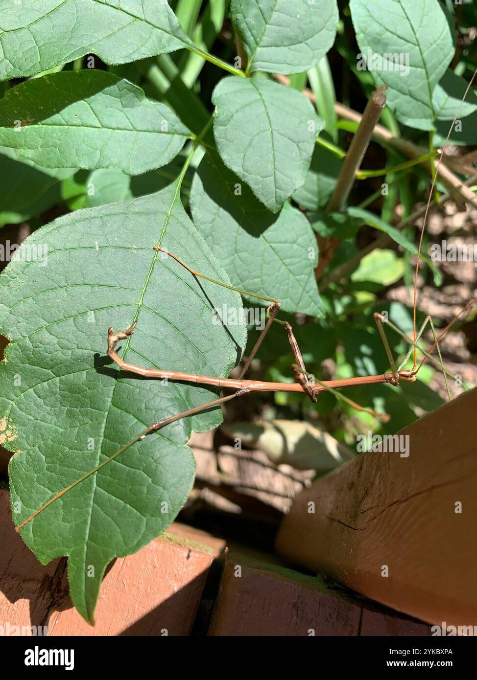 Giant Walkingstick (Megaphasma denticrus Stock Photo - Alamy