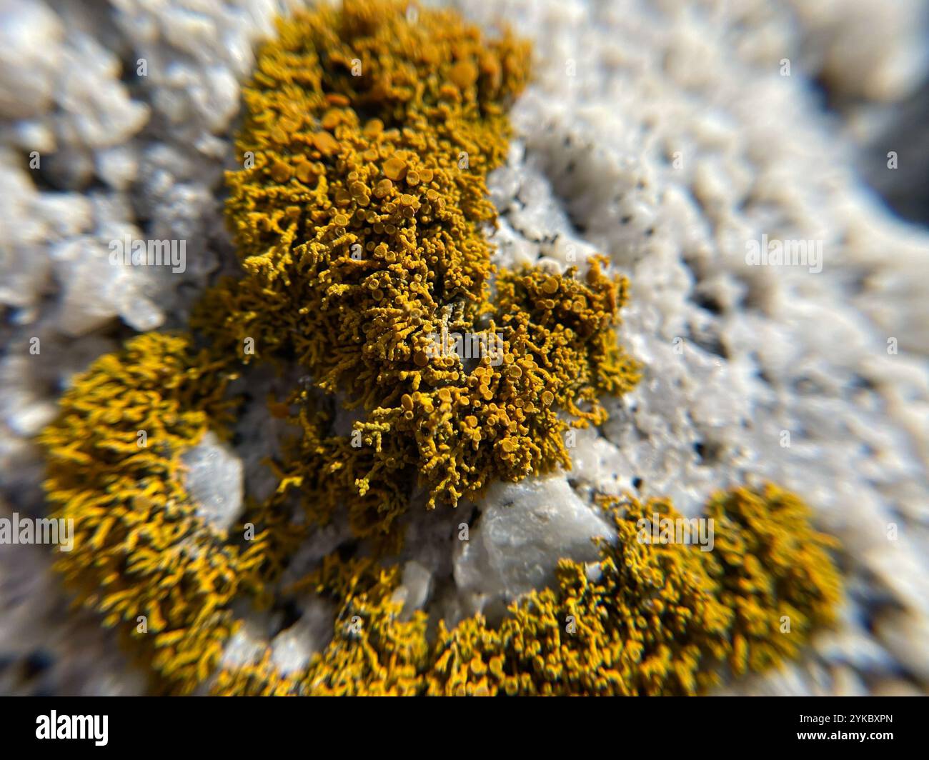 Shrubby Sunburst Lichen (Polycauliona candelaria Stock Photo - Alamy