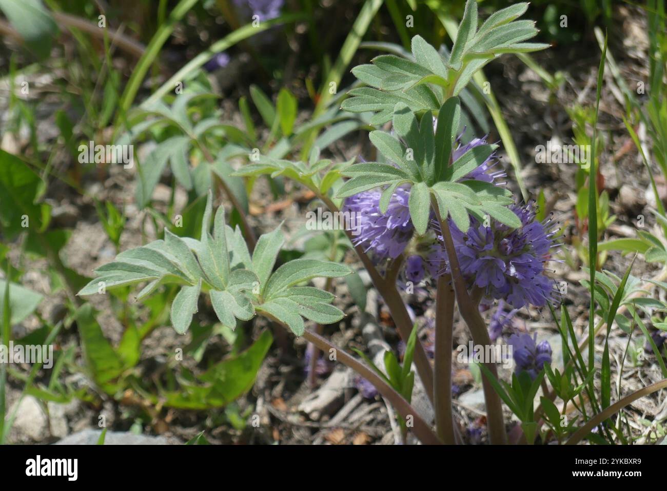 ballhead waterleaf (Hydrophyllum capitatum Stock Photo - Alamy