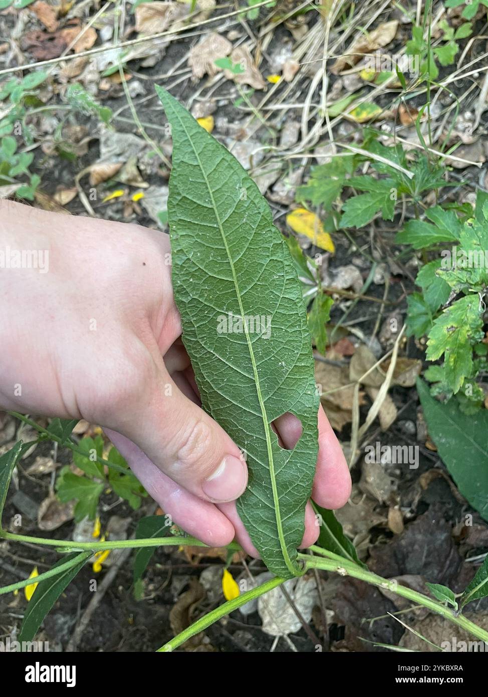 Wingstem (Verbesina alternifolia Stock Photo - Alamy