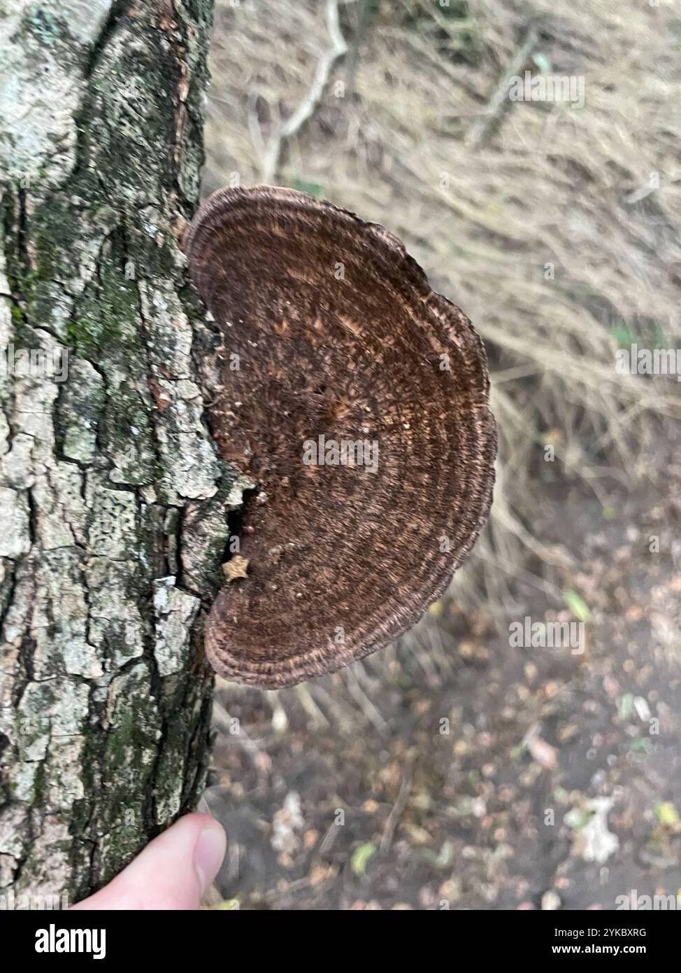 Hairy Hexagonia (Hexagonia hydnoides Stock Photo - Alamy