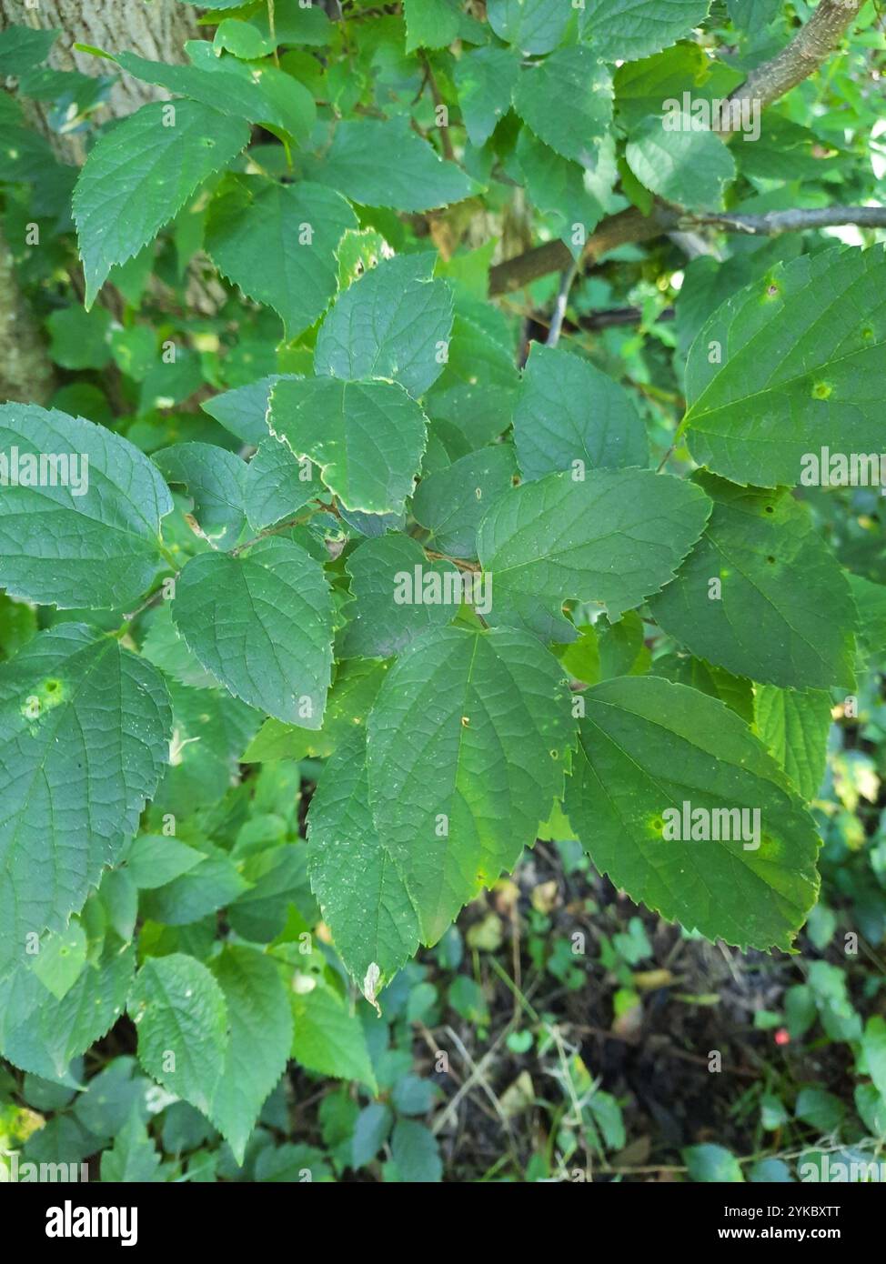 common hackberry (Celtis occidentalis Stock Photo - Alamy