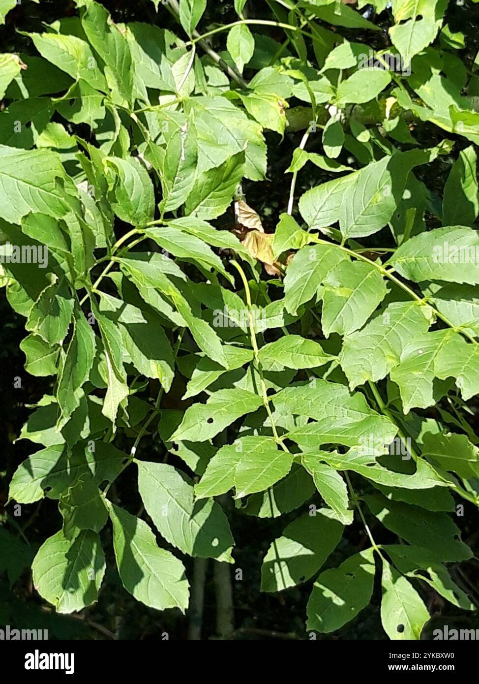 European ash (Fraxinus excelsior Stock Photo - Alamy