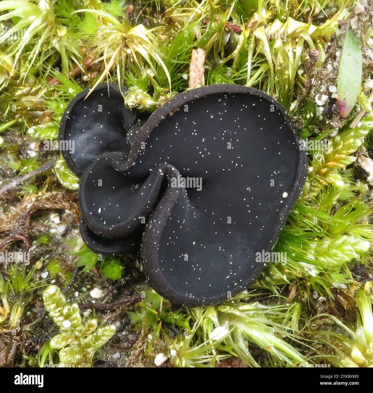 Plectania hi-res stock photography and images - Alamy