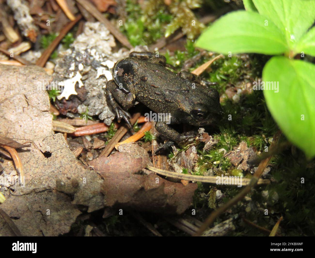 Western Toad (Anaxyrus boreas Stock Photo - Alamy