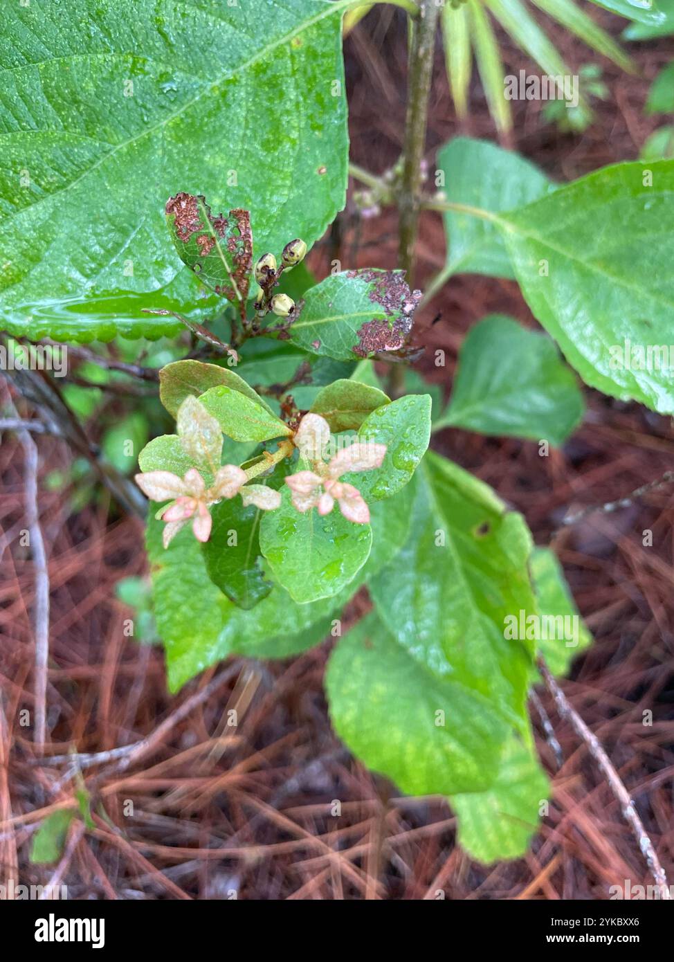 coastal plain staggerbush (Lyonia fruticosa Stock Photo - Alamy