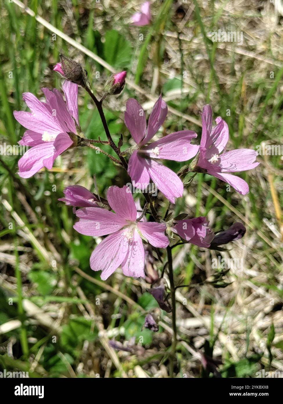 Meadow checker mallow hi-res stock photography and images - Alamy