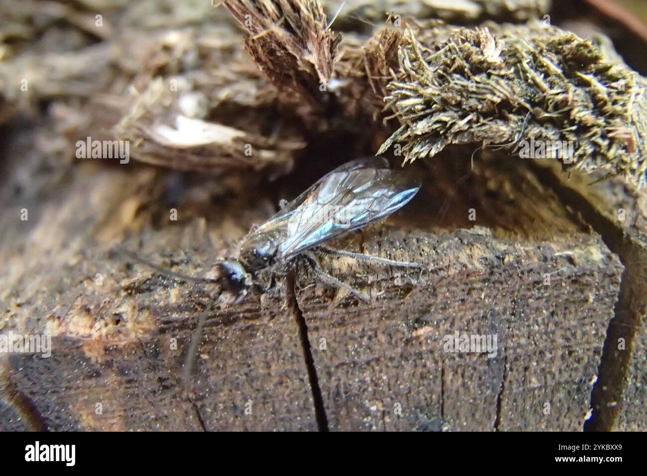 Ants, Bees, Wasps, and Sawflies (Hymenoptera Stock Photo - Alamy