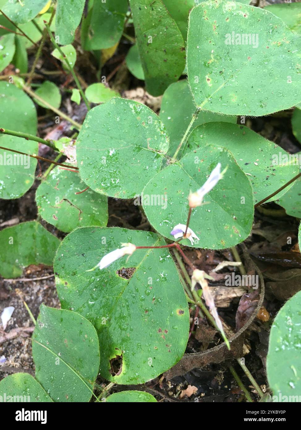 Round-leaved Trailing Tick-trefoil (Desmodium rotundifolium Stock Photo ...