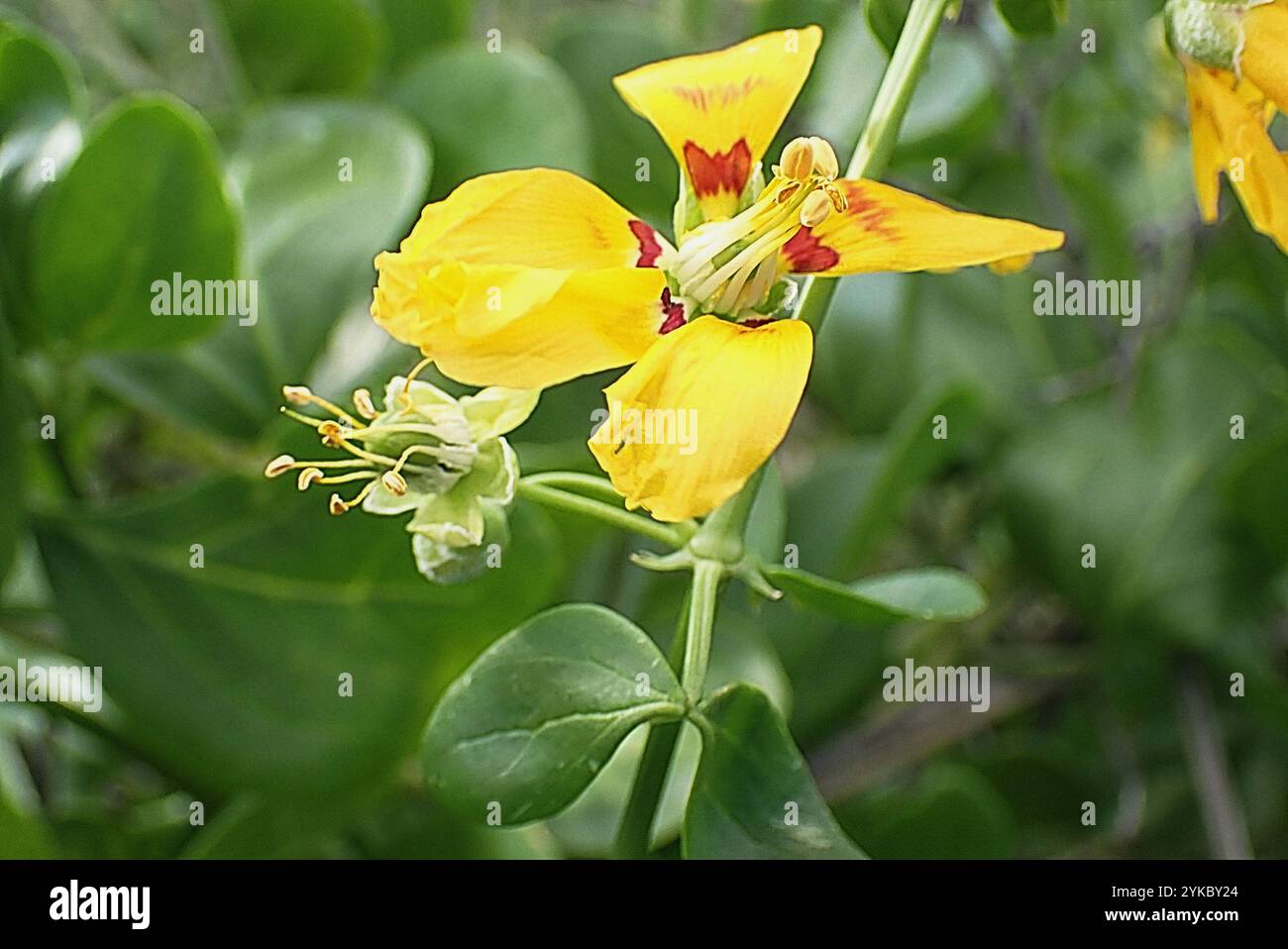 Slime Twinleaf (Roepera foetida Stock Photo - Alamy