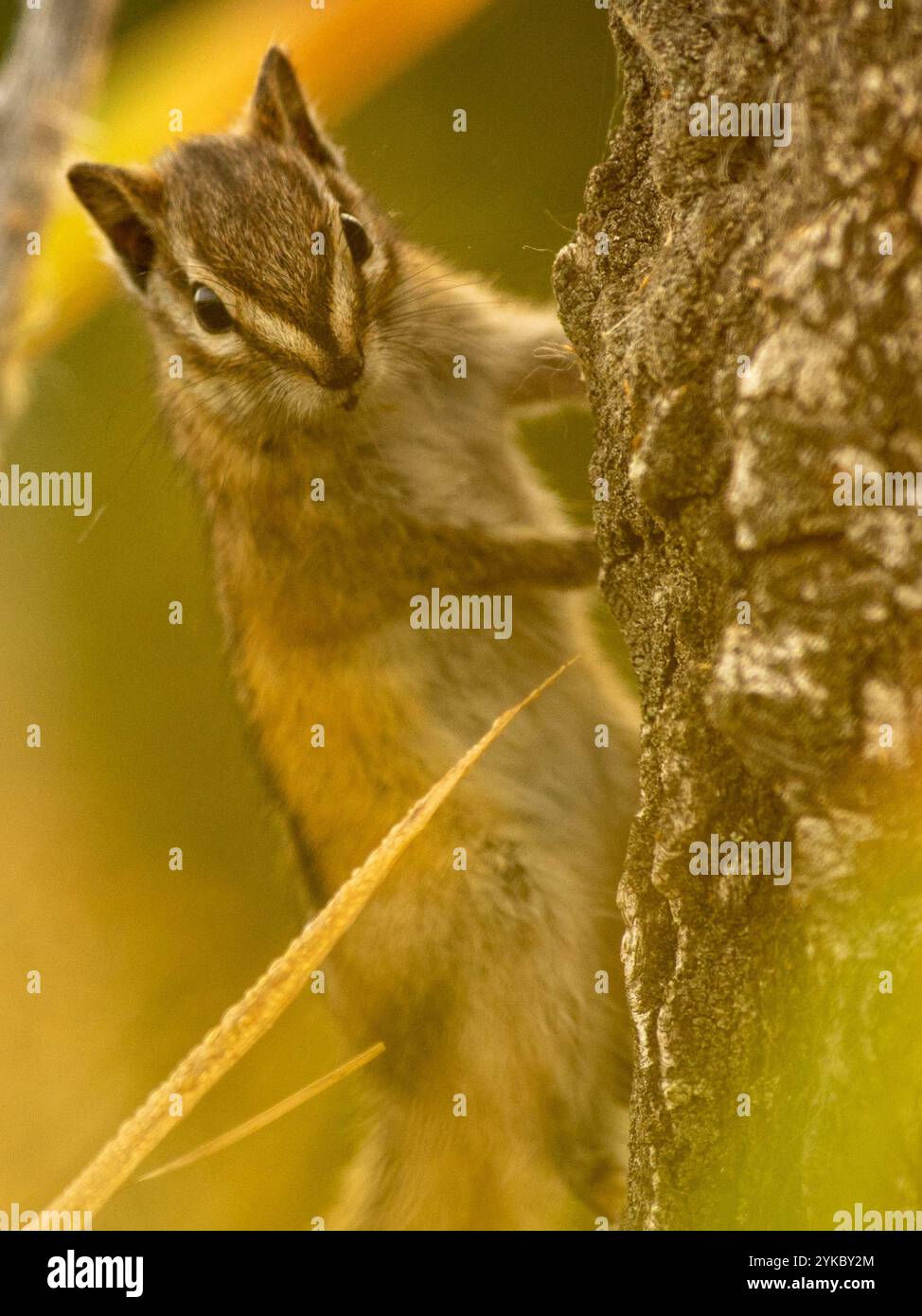 Least Chipmunk (Neotamias minimus Stock Photo - Alamy