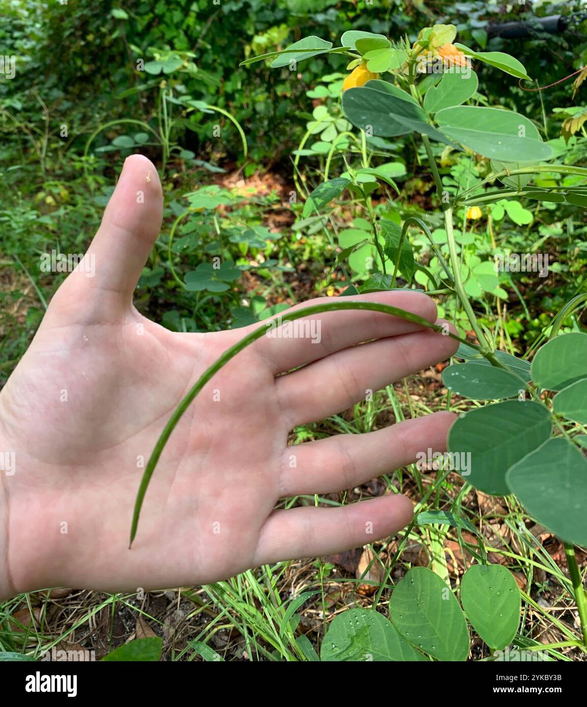 American Sicklepod (Senna obtusifolia Stock Photo - Alamy