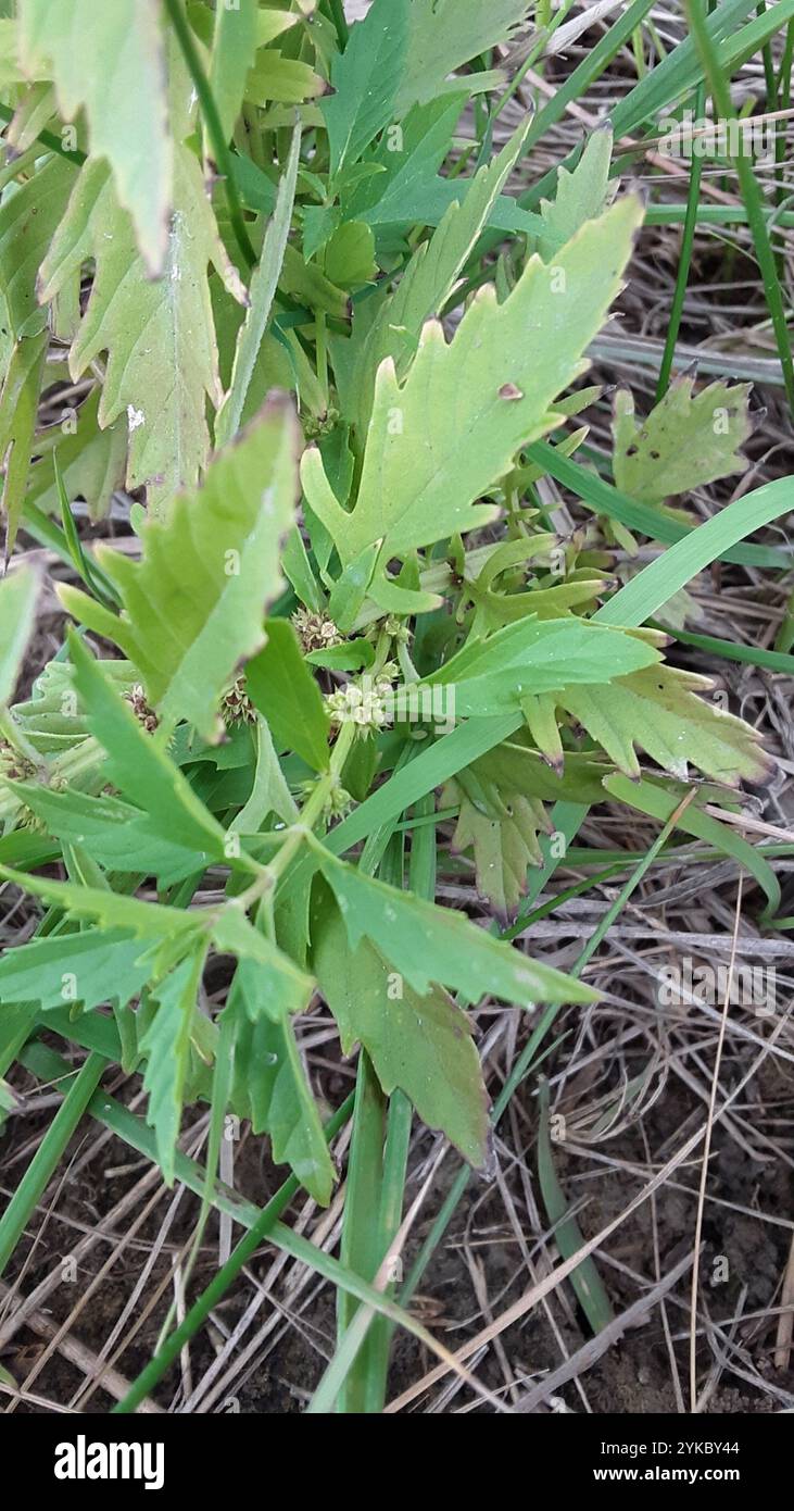 Rough Bugleweed (Lycopus asper Stock Photo - Alamy