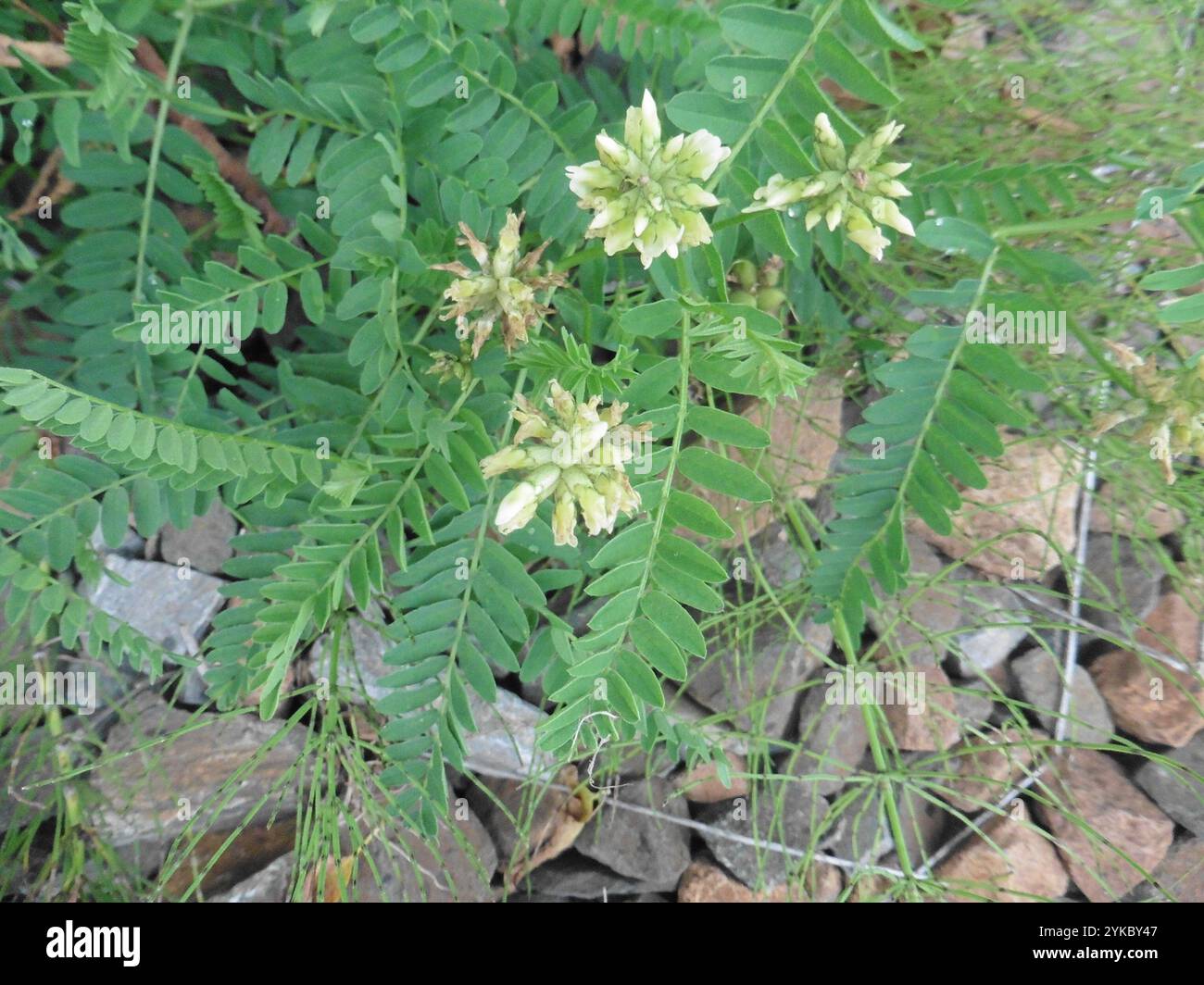 Chickpea Milkvetch (Astragalus cicer Stock Photo - Alamy