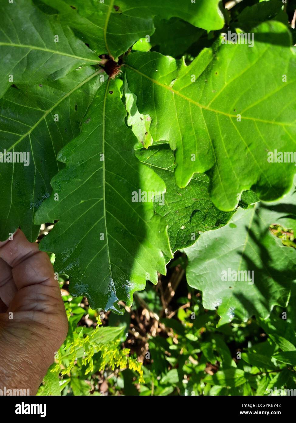 swamp white oak (Quercus bicolor Stock Photo - Alamy