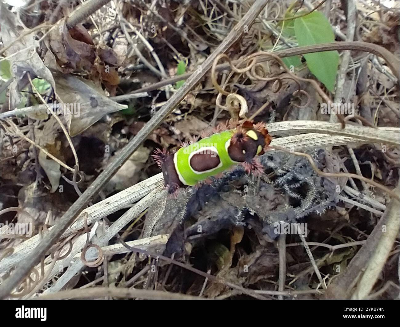 Saddleback Caterpillar Moth (Acharia stimulea Stock Photo - Alamy