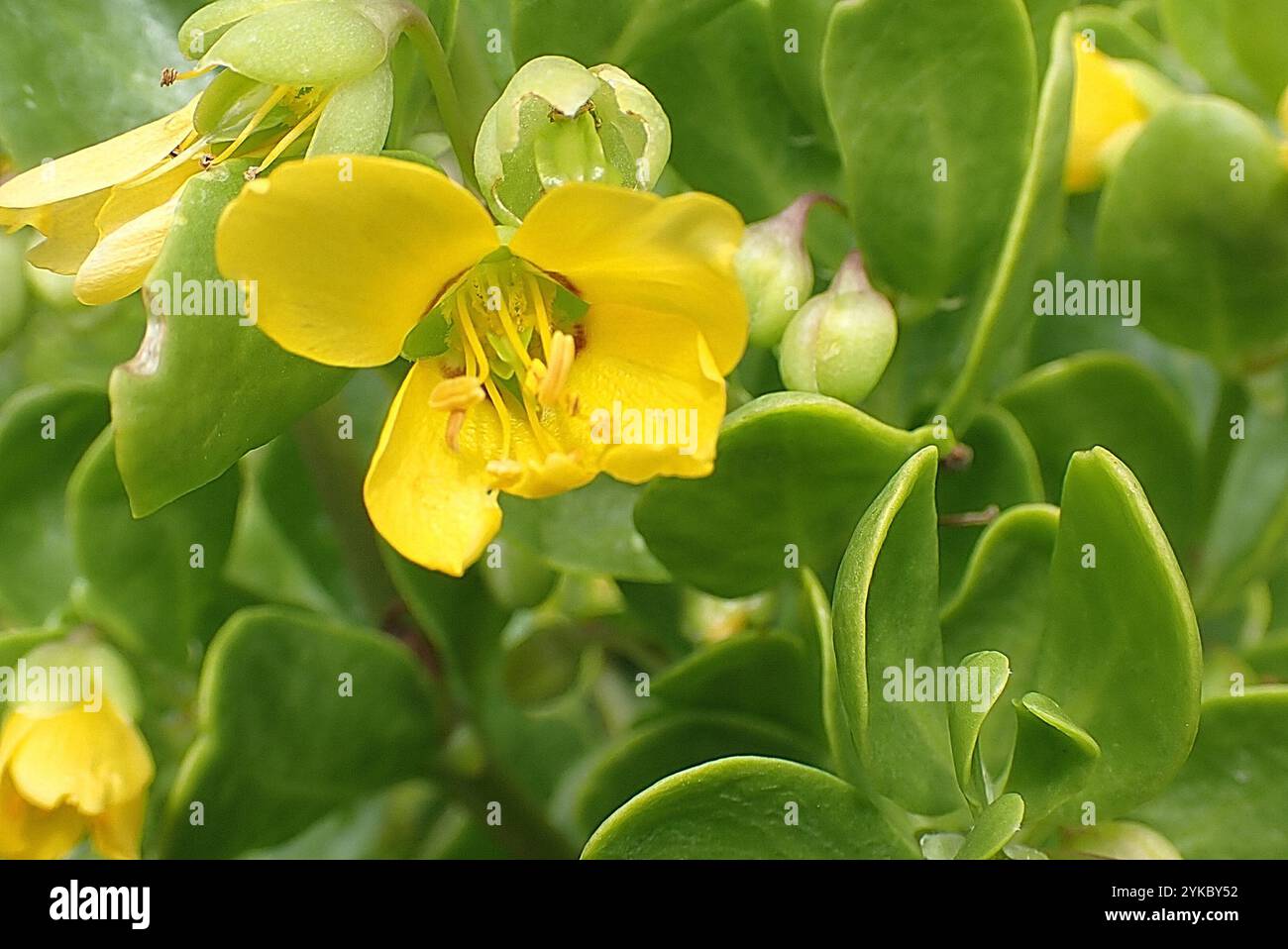 Roepera hi-res stock photography and images - Alamy