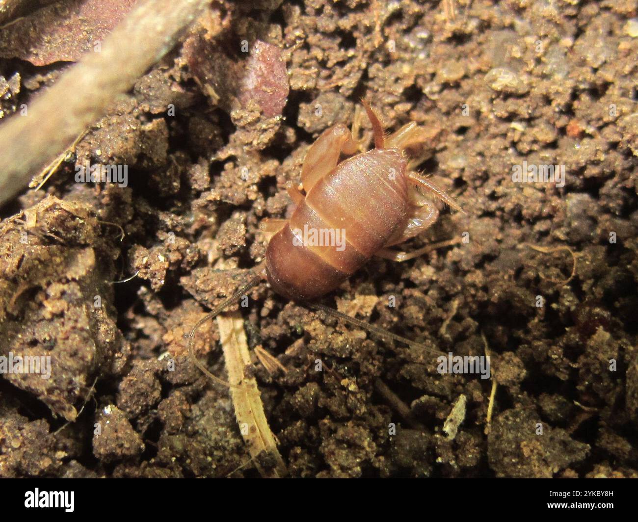 Ants'-nest Cricket (Myrmecophilus acervorum Stock Photo - Alamy
