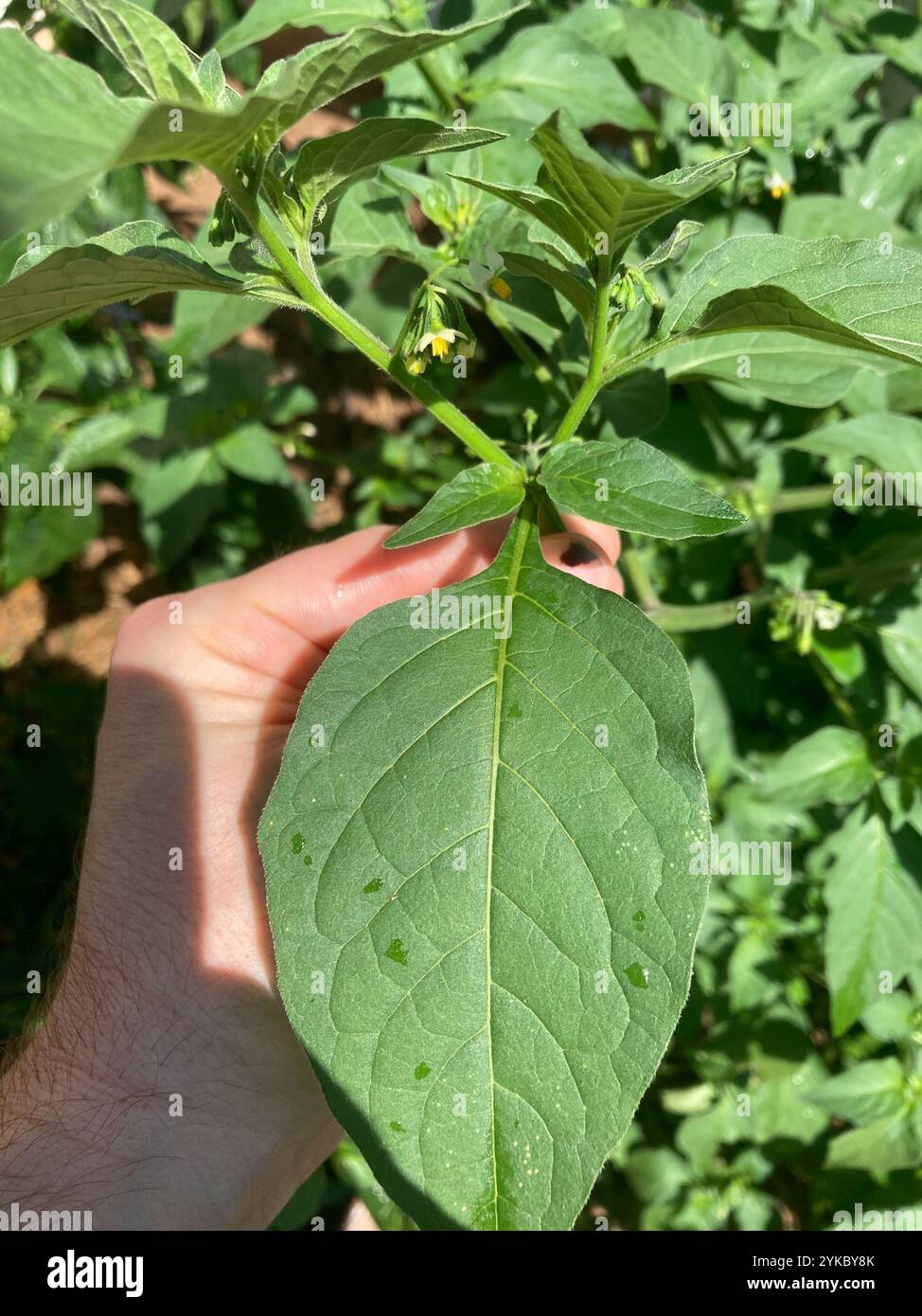 black nightshade (Solanum nigrum Stock Photo - Alamy