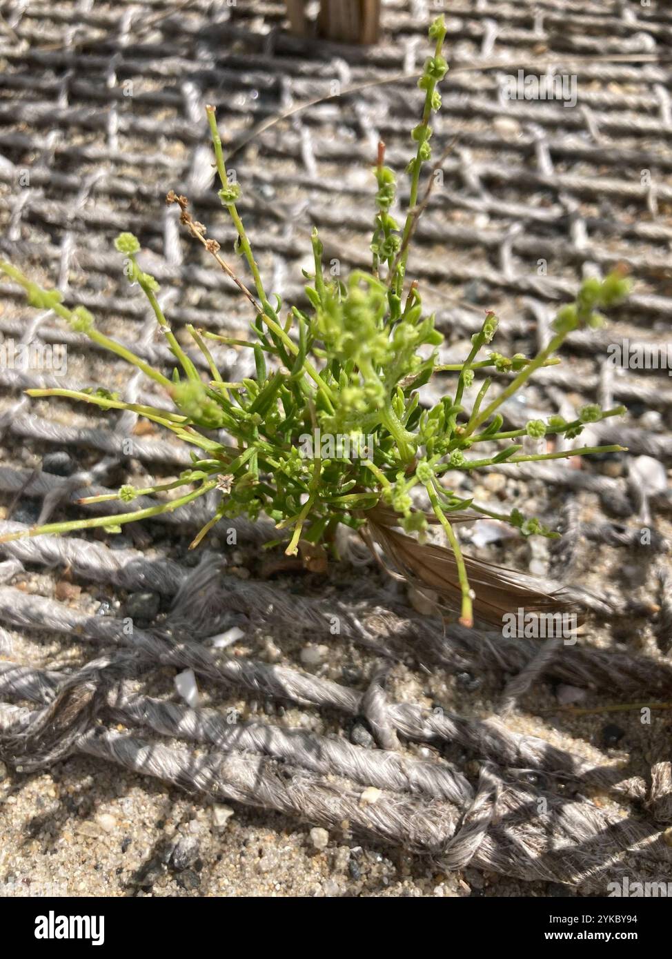 Winged pigweed hi-res stock photography and images - Alamy