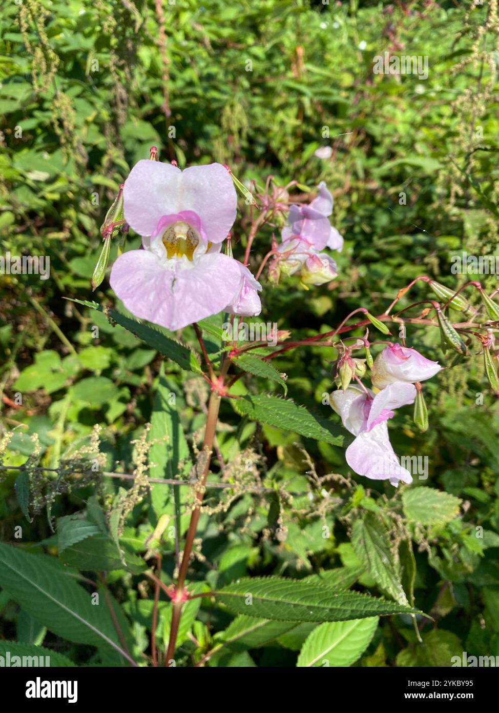 Himalayan balsam (Impatiens glandulifera Stock Photo - Alamy
