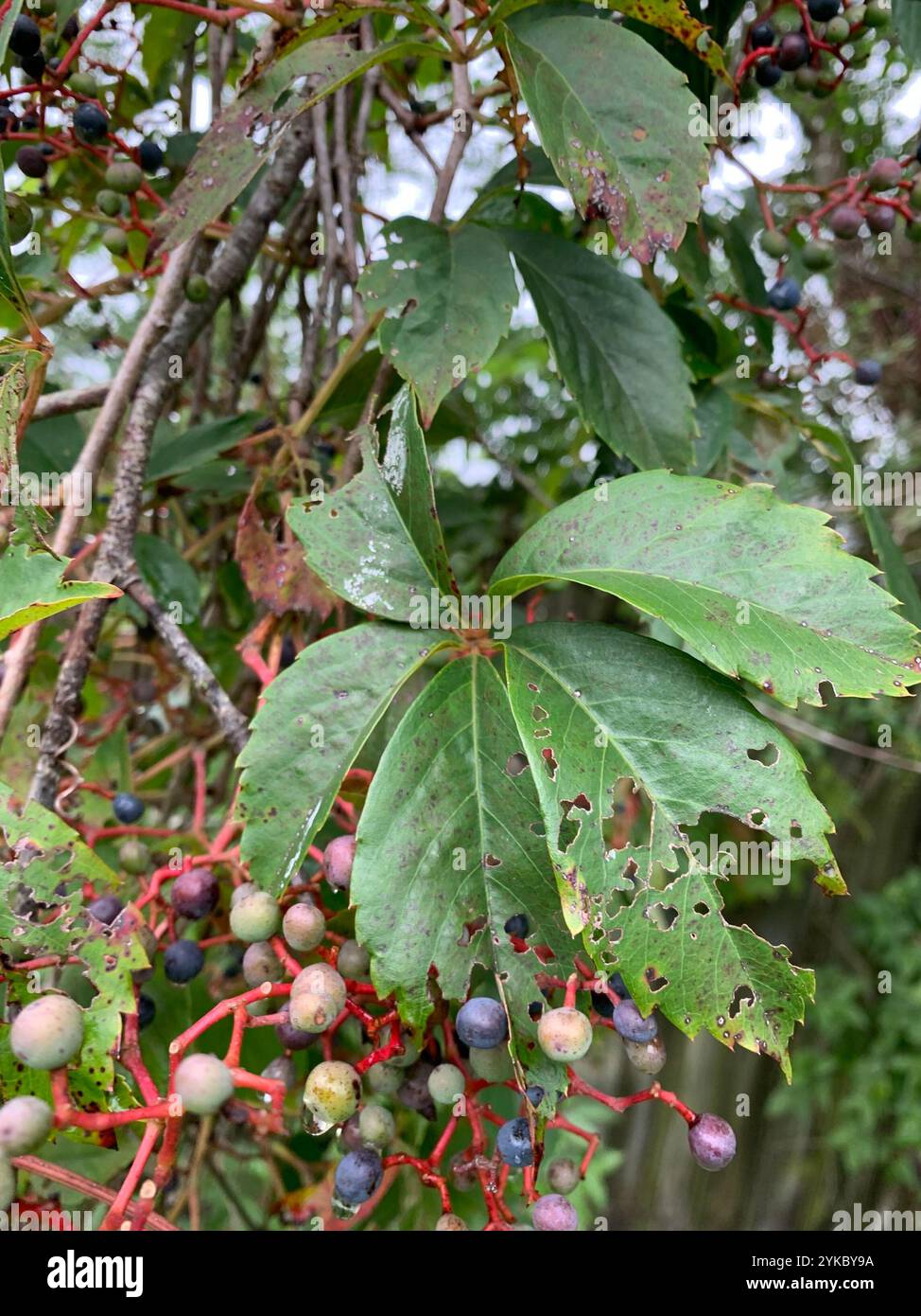 Virginia creeper (Parthenocissus quinquefolia Stock Photo - Alamy