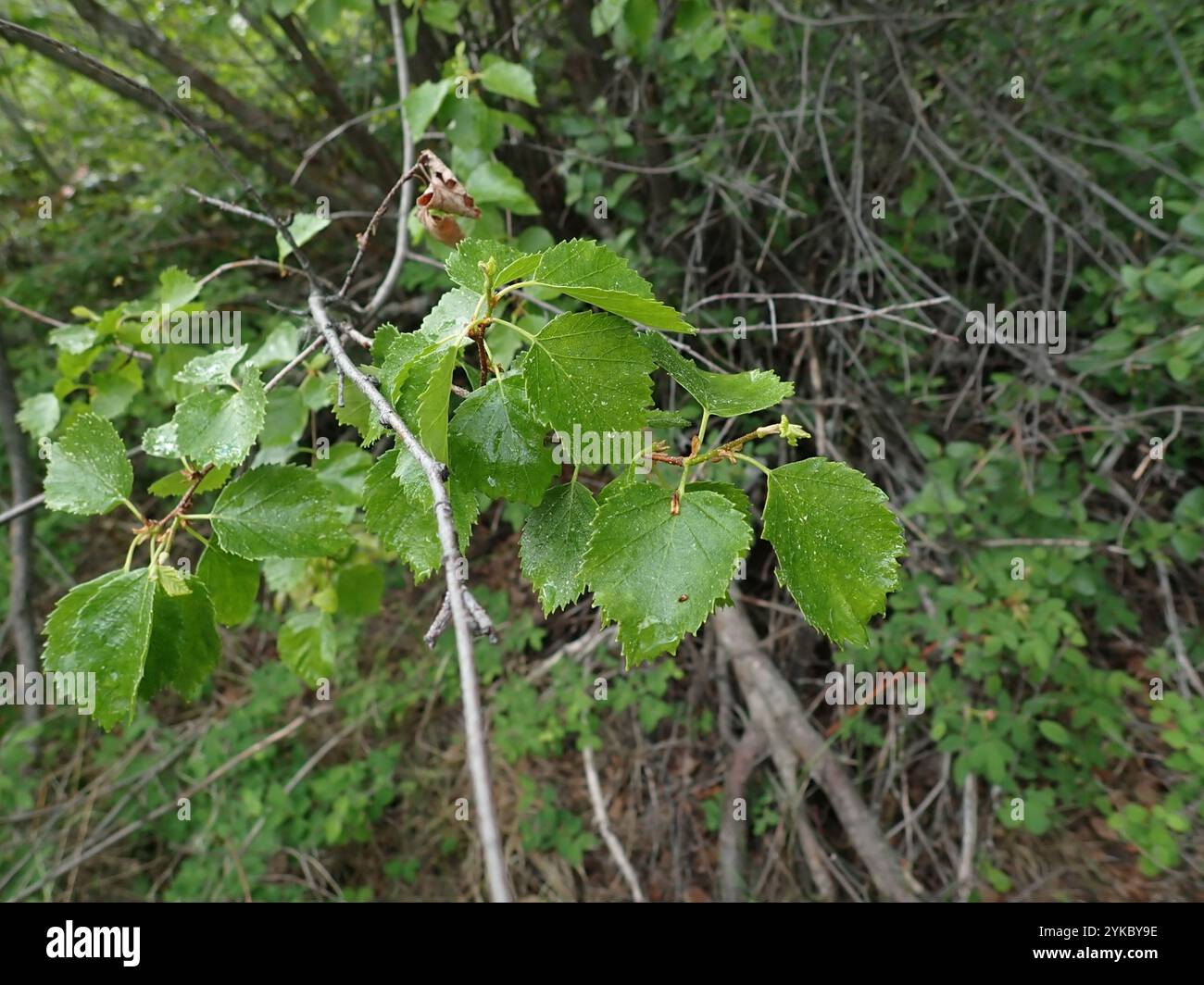 water birch (Betula occidentalis Stock Photo - Alamy