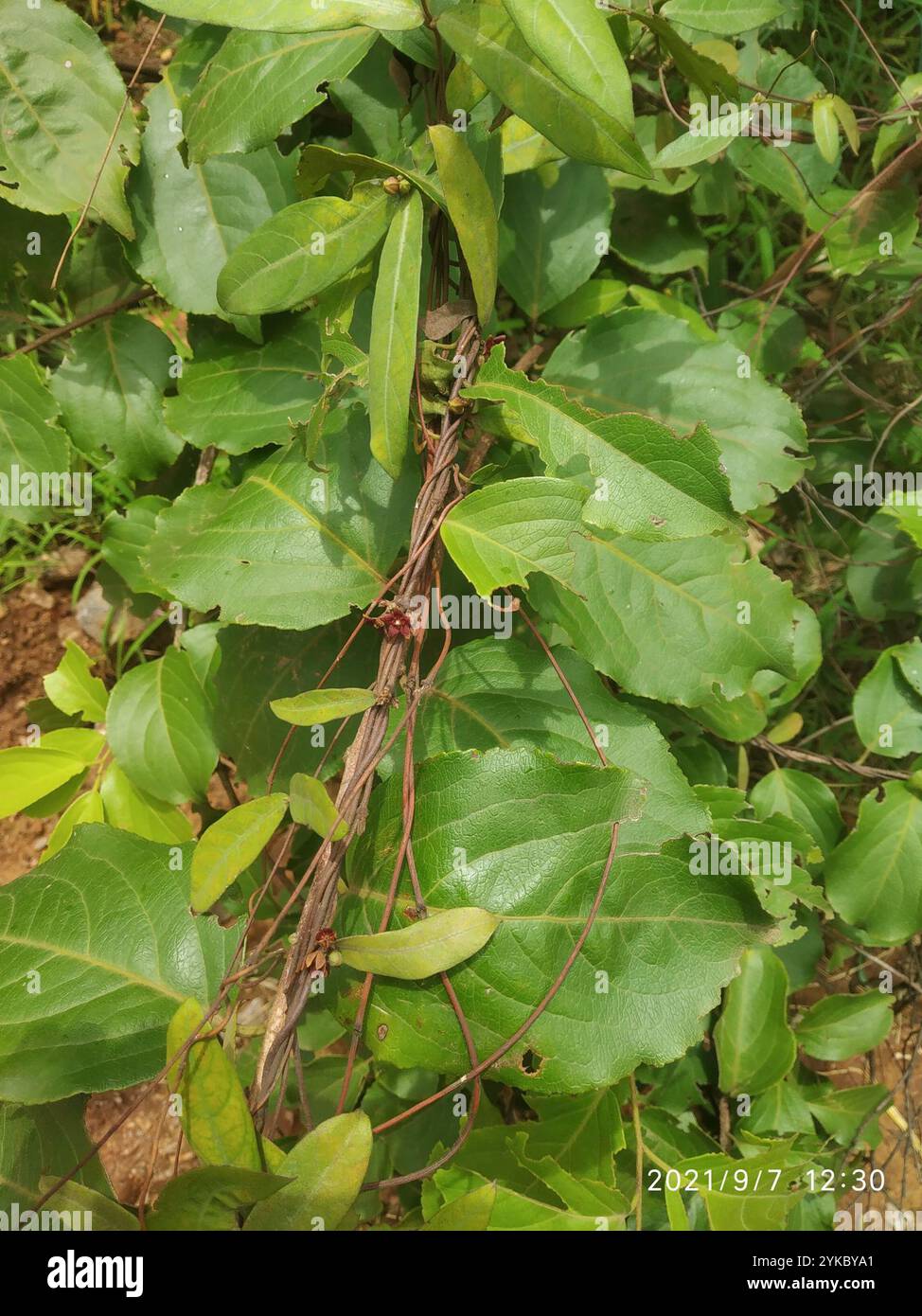 Indian Sarsaparilla (Hemidesmus indicus Stock Photo - Alamy
