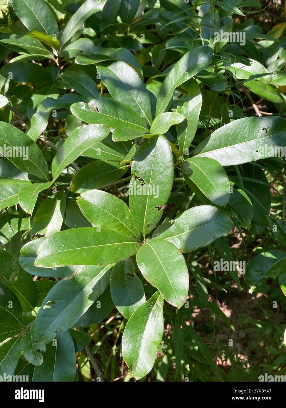 shingle oak (Quercus imbricaria Stock Photo - Alamy
