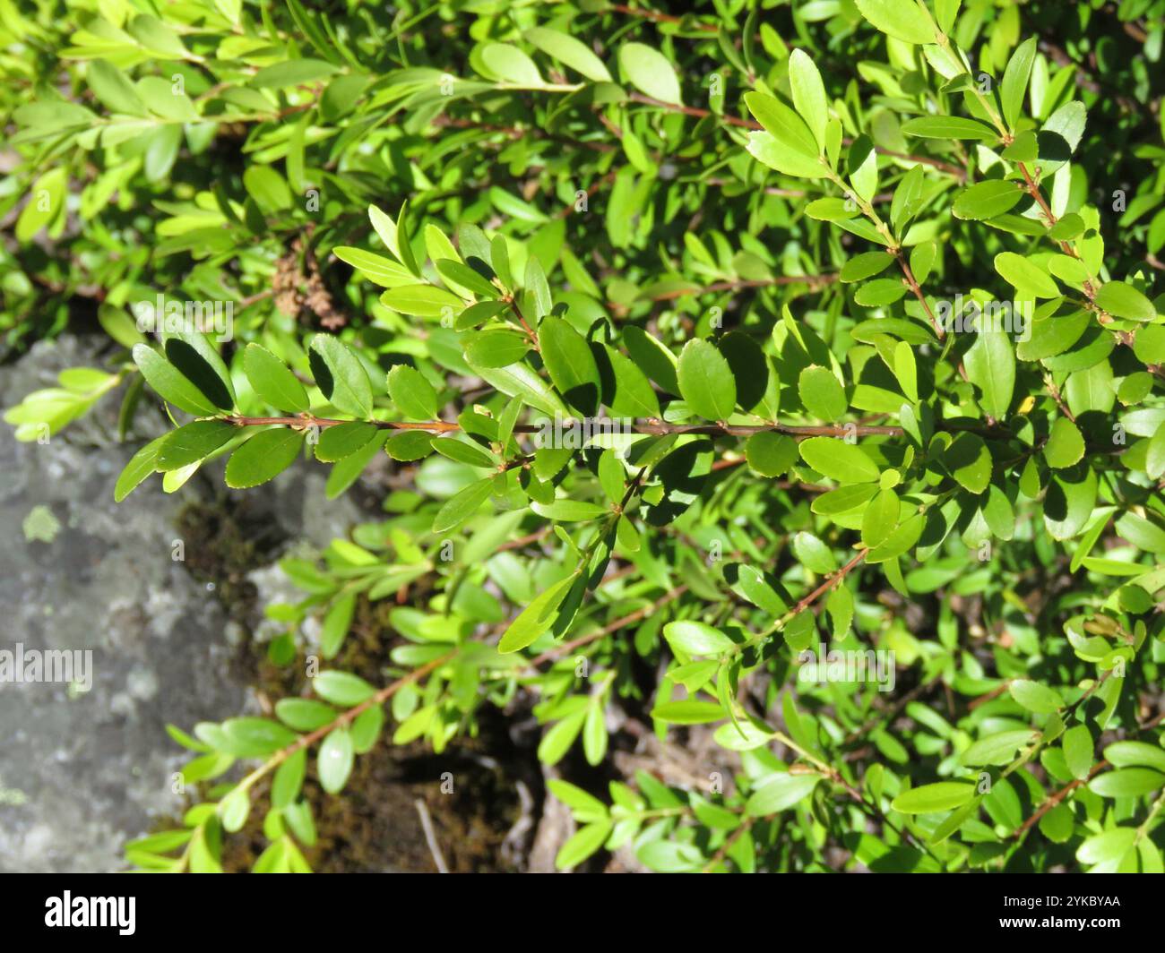 Oregon Boxwood (Paxistima myrsinites Stock Photo - Alamy
