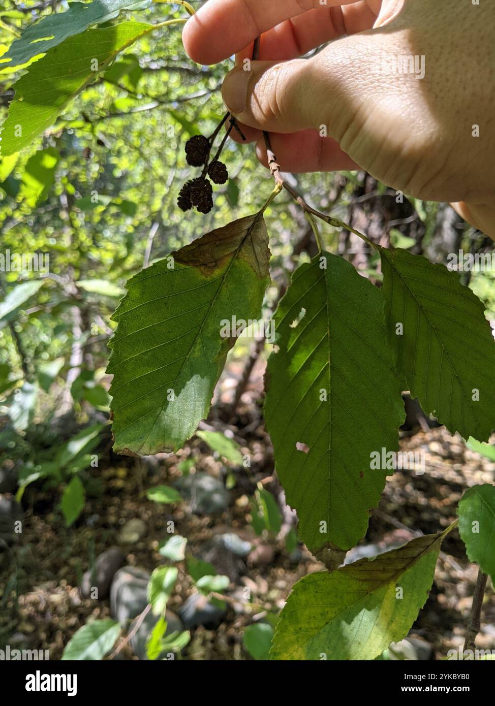 Arizona alder (Alnus oblongifolia Stock Photo - Alamy