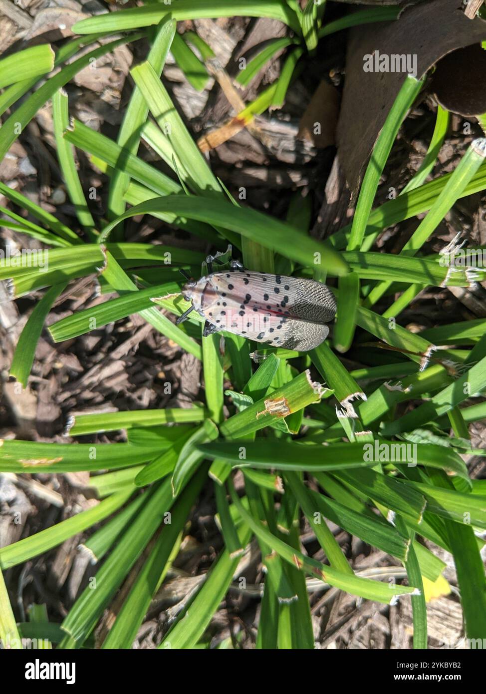 Spotted Lanternfly (Lycorma delicatula Stock Photo - Alamy