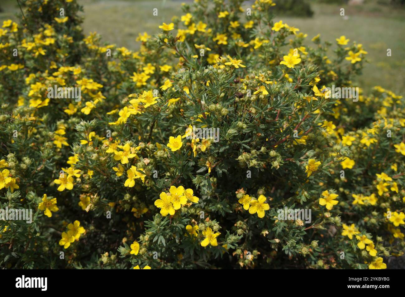 shrubby cinquefoil (Dasiphora fruticosa Stock Photo - Alamy