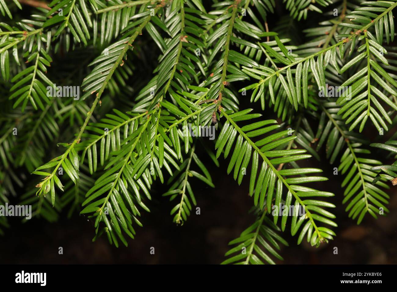 common yew (Taxus baccata Stock Photo - Alamy