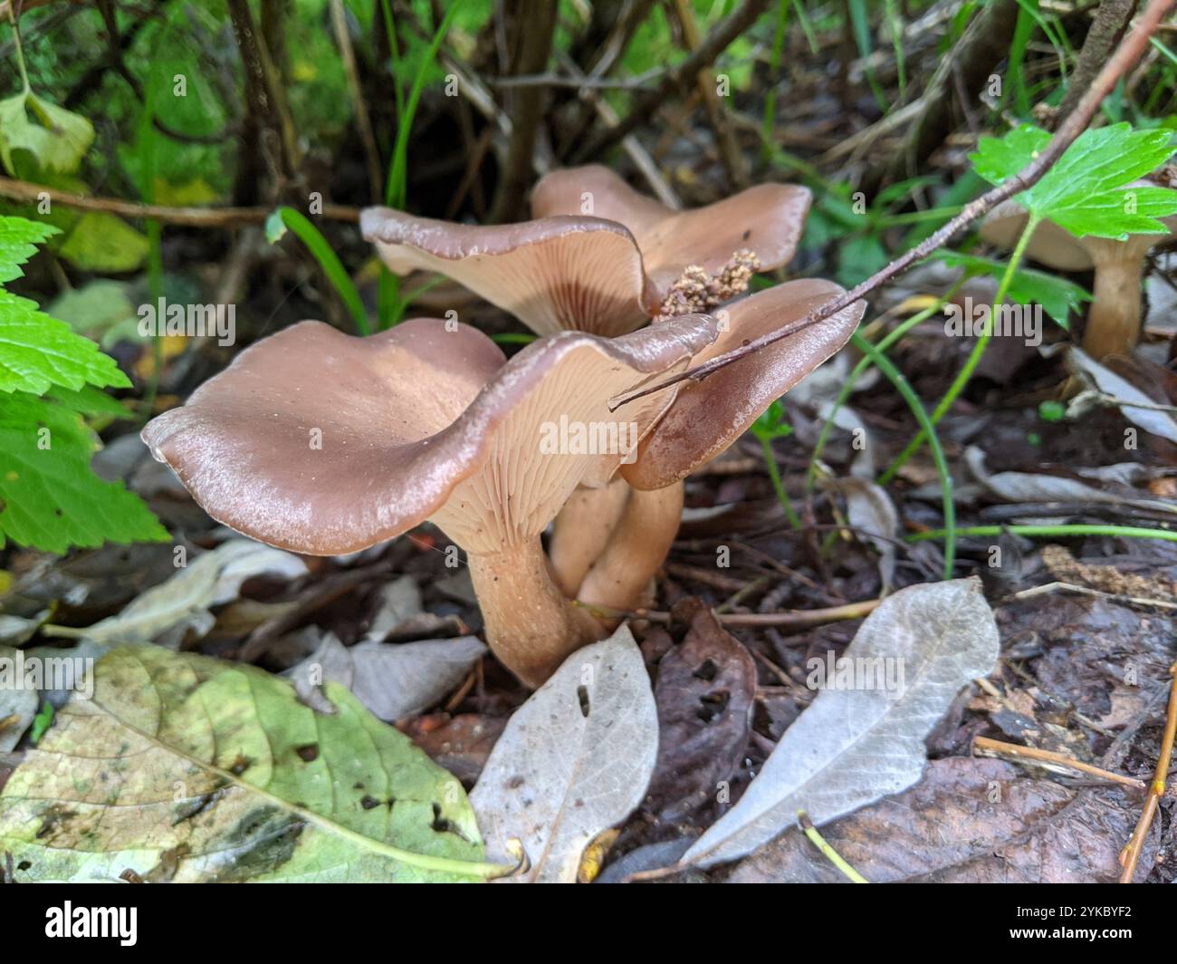 Conchatus hi-res stock photography and images - Alamy
