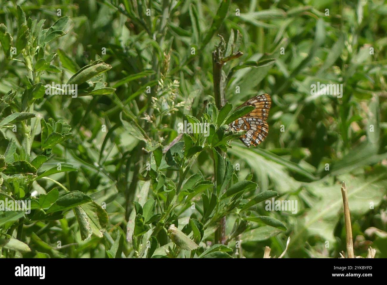 Patches and Allies (Chlosyne Stock Photo - Alamy