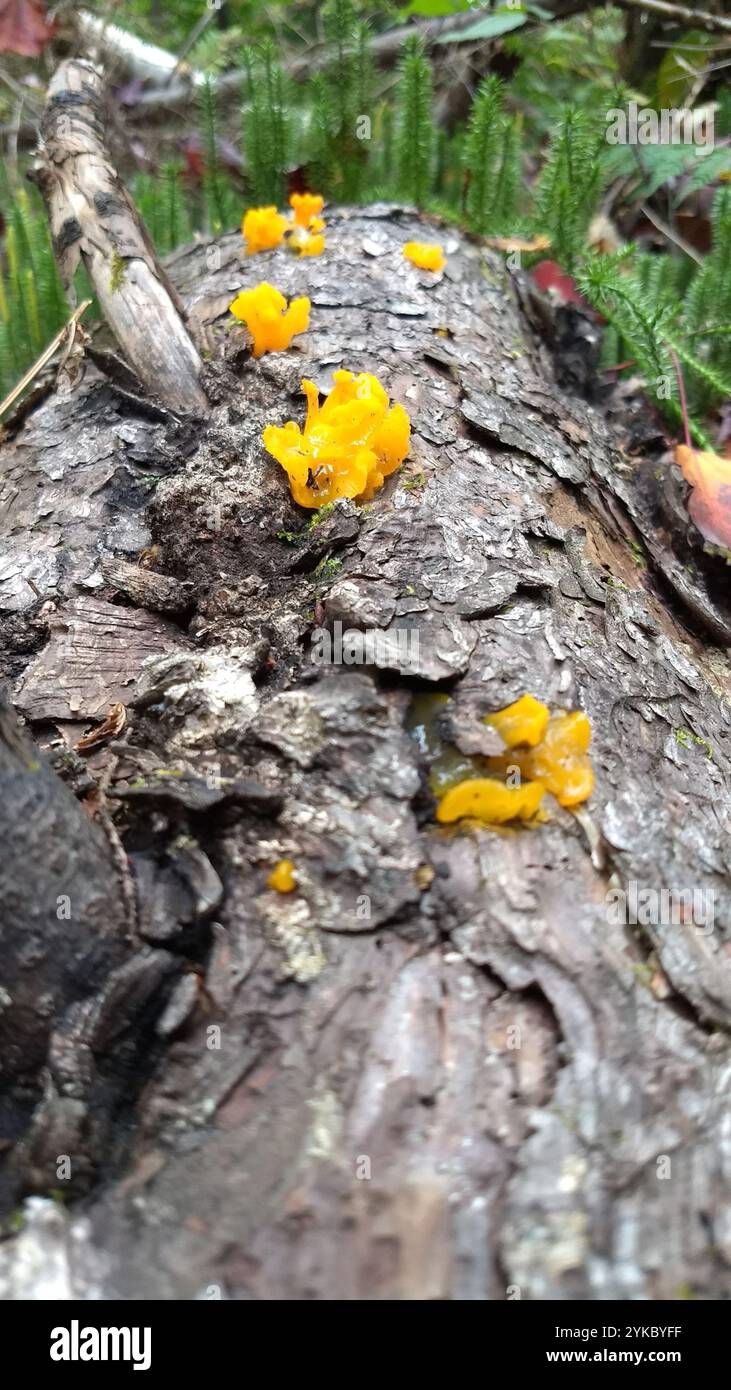 Orange Jelly Spot (Dacrymyces chrysospermus Stock Photo - Alamy
