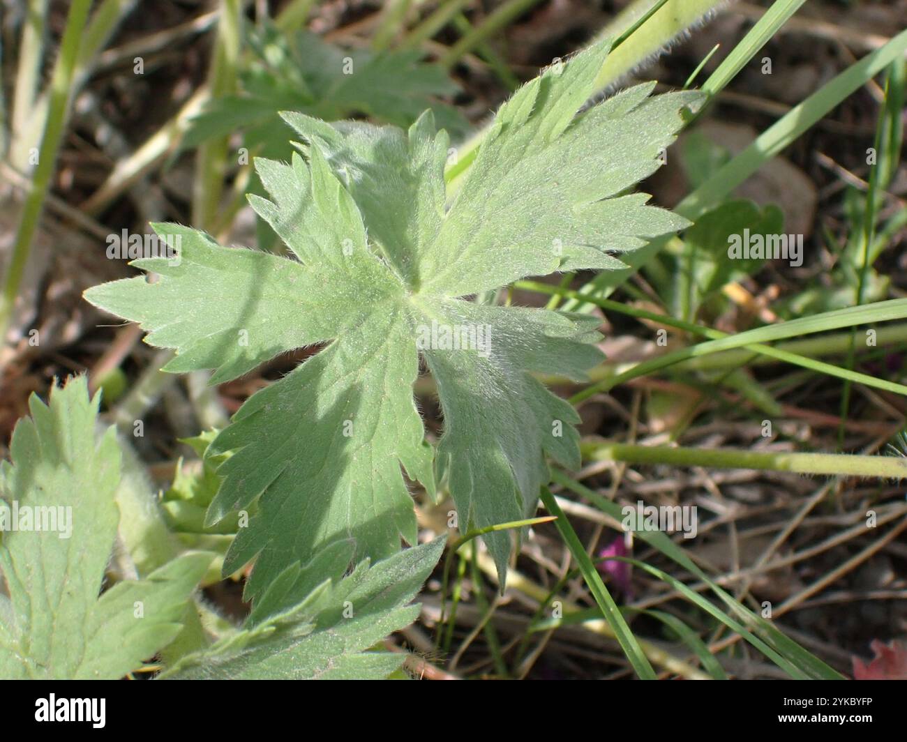 sticky geranium (Geranium viscosissimum Stock Photo - Alamy