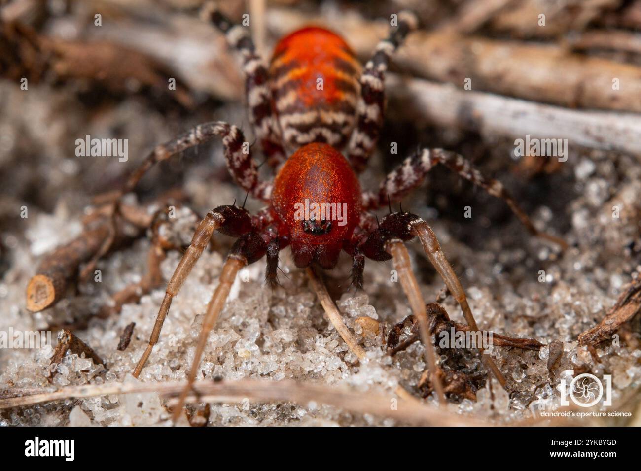 Orange Ant-mimic Sac Spider (Castianeira amoena Stock Photo - Alamy