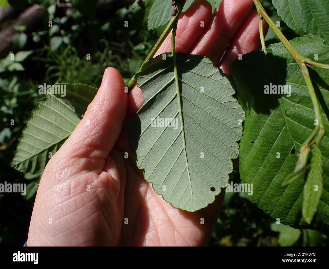 Red Alder (Alnus rubra Stock Photo - Alamy